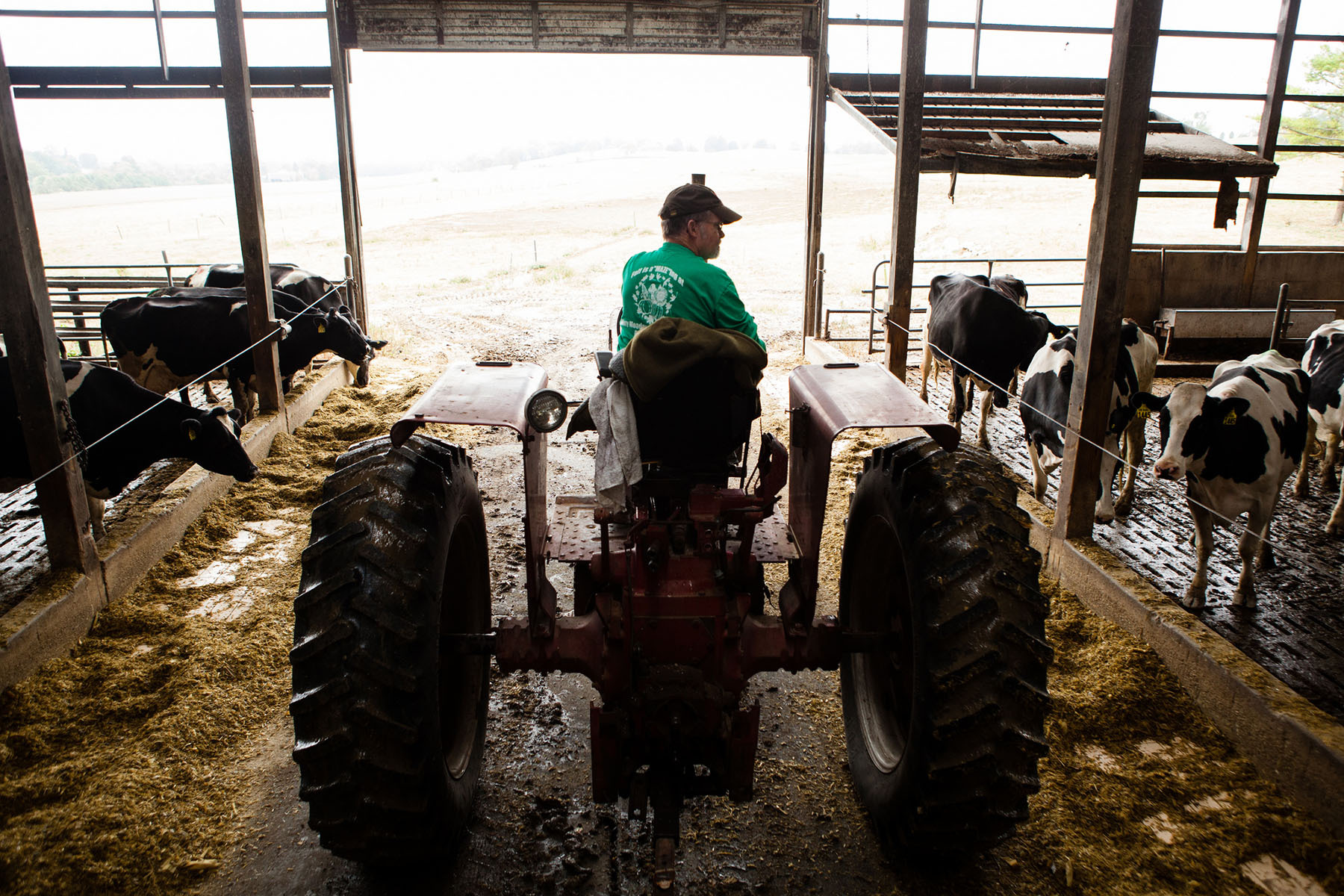 Cows are part of the family at Misty Meadows Farm