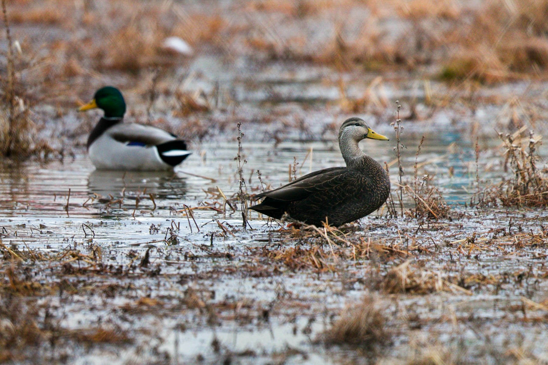 Maximizing a short supply of black duck habitat