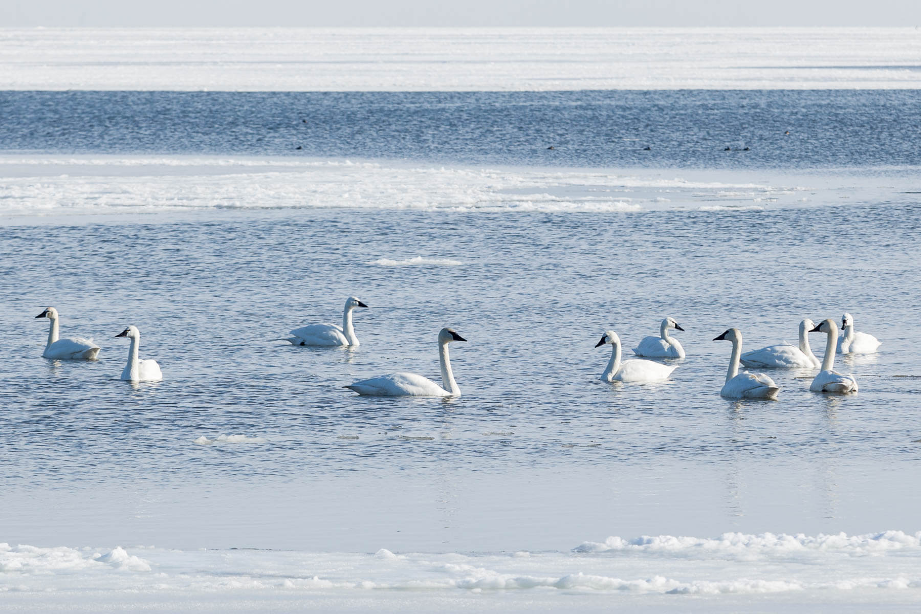Six Chesapeake Bay animals best seen in winter