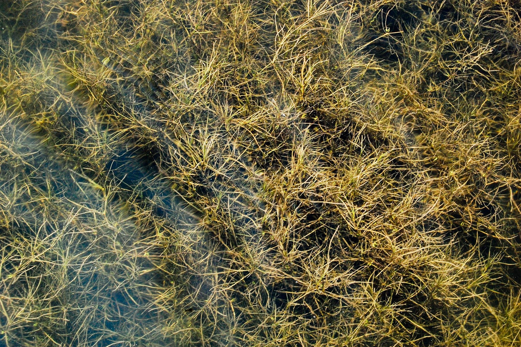 Chesapeake Bay’s underwater grass abundance rises 27 percent in 2014