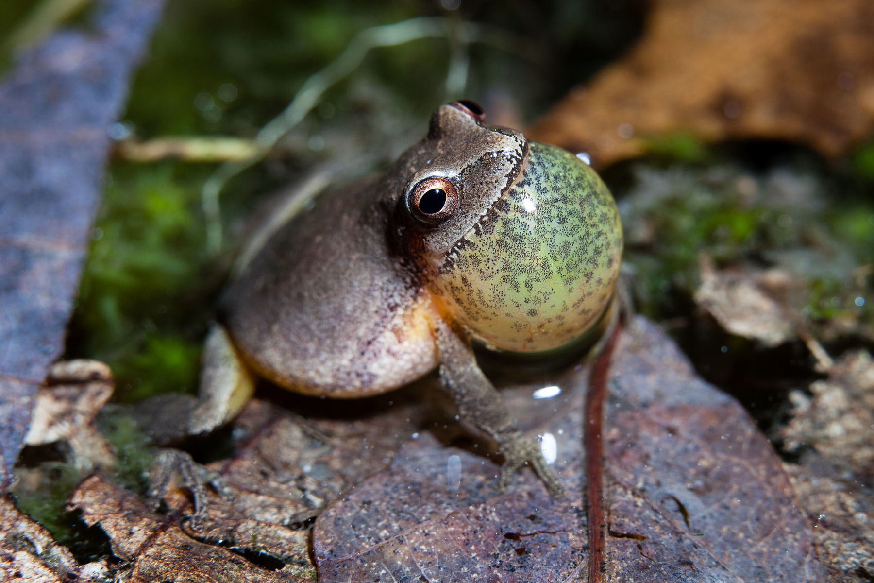 Spring peepers perform seasonal serenade