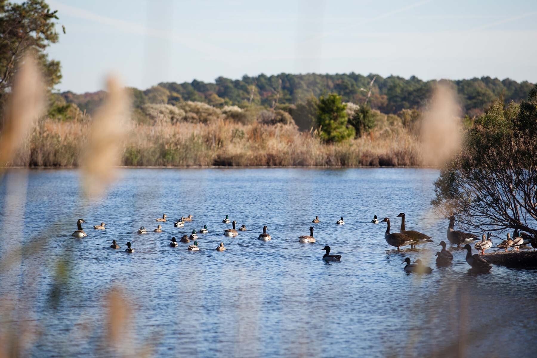 Clean Water Rule clarifies protections for streams, wetlands