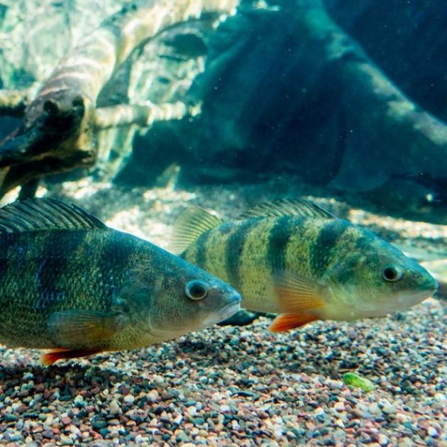 Fish Habitat - Chesapeake Progress