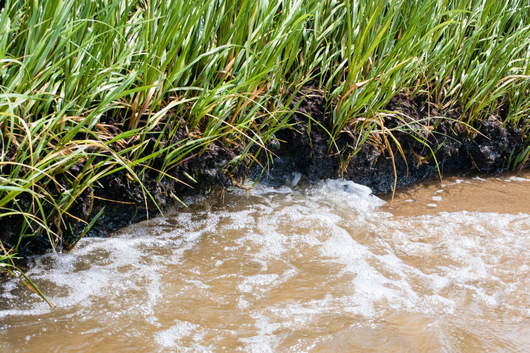Economy - Wetlands Work