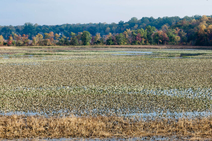 Understanding Wetlands - Wetlands Work